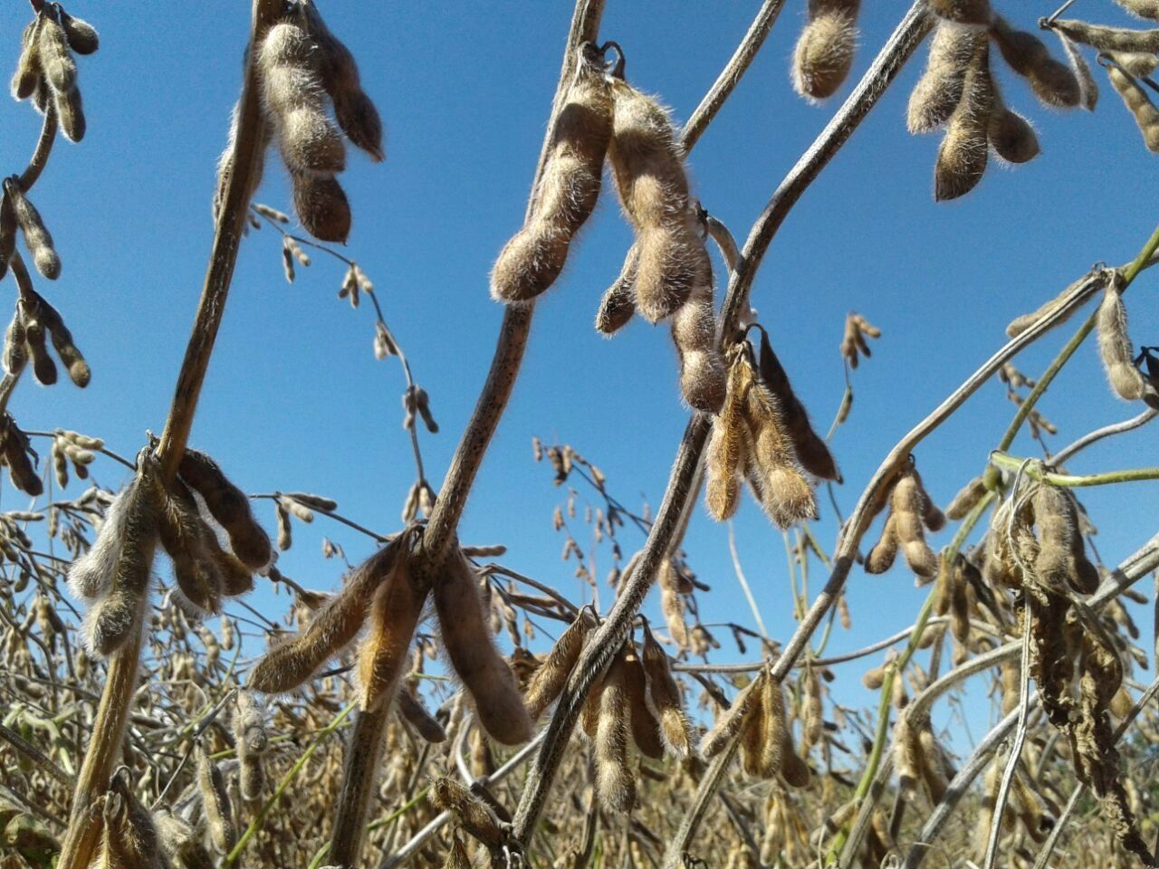 Retro 2025 - Soybeans/Cepea: