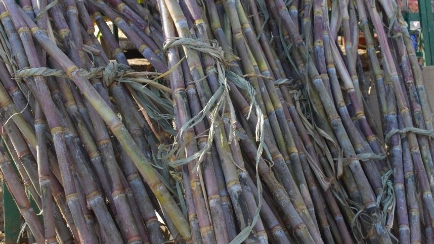 Pests Pressure Sugarcane Productivity