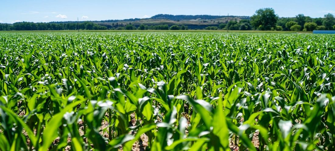 Brazil’s 2025 crop more than doubles 2012 output, IBGE says