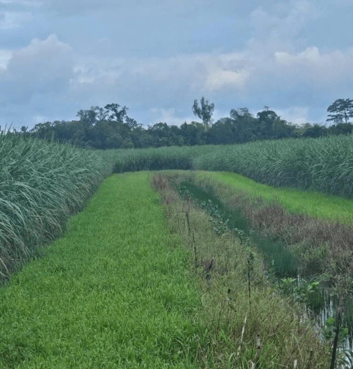 Winter Rains Boost Australian Sugar Crop
