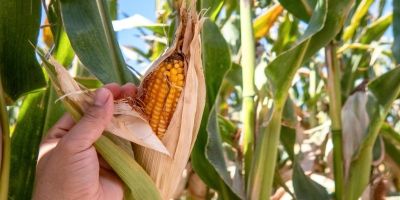 Following wheat, corn opens Thursday with slight declines