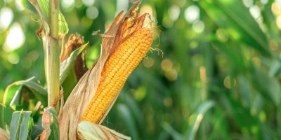 Corn futures retreat in Chicago this Friday,