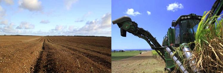 How To Grow Sugar Cane: From Planting To Harvesting