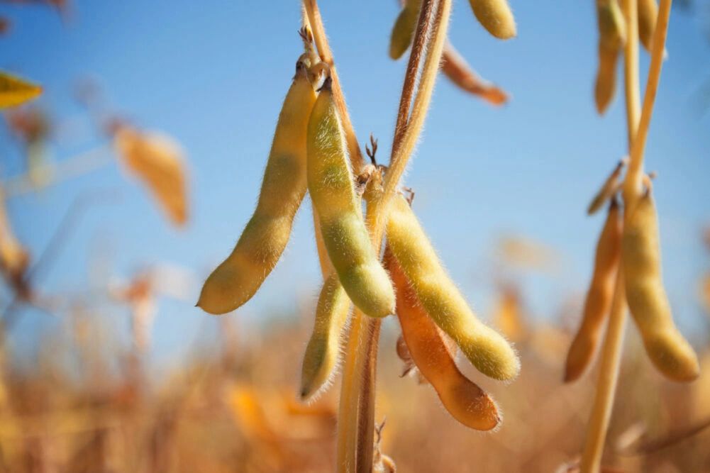 Soybeans start the week higher on the Chicago Board of Trade