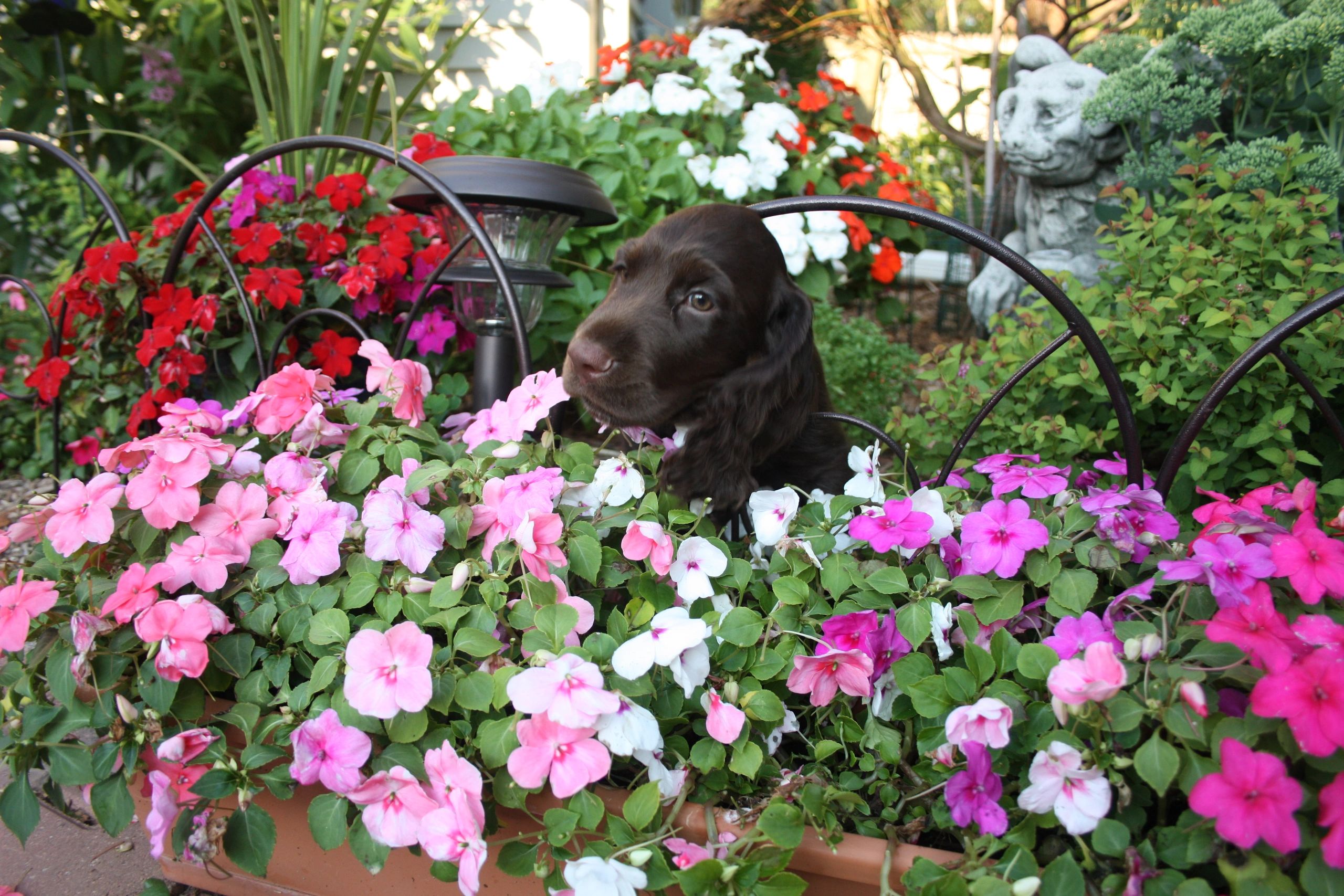 Calico Field Spaniels - Field Spaniels, Field Spaniel Breeder