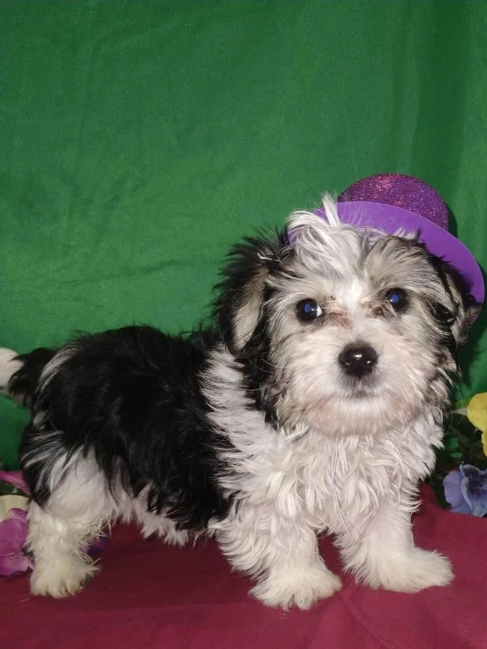 Abracadabra Munchkins