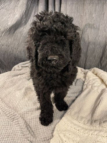Honey Doodle Labradoodle and Bee farm