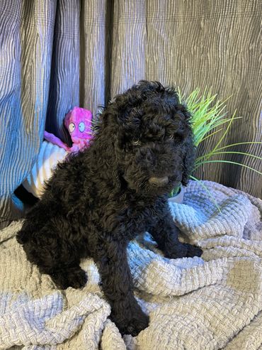 Honey Doodle Labradoodle and Bee farm