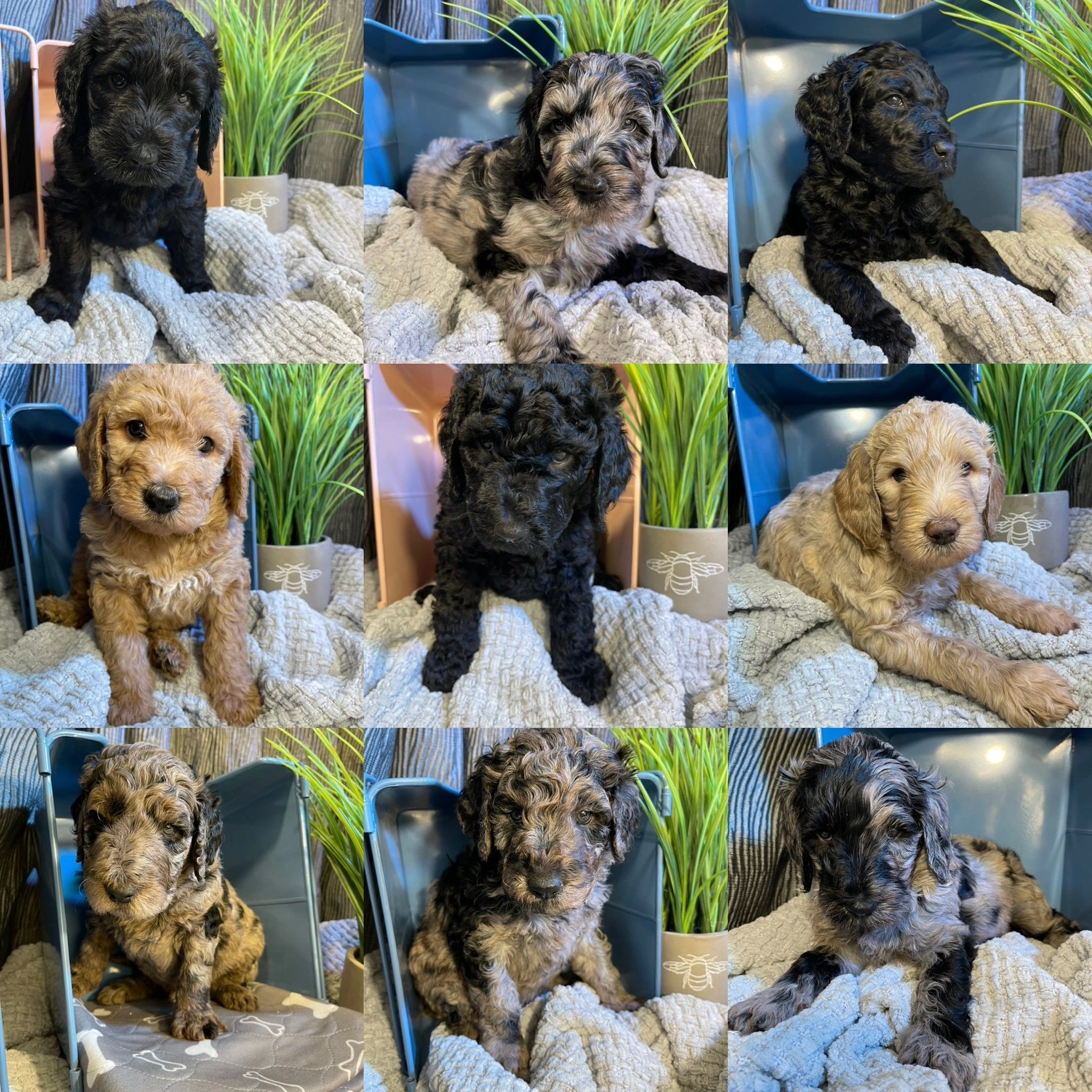 Honey Doodle Labradoodle and Bee farm