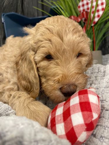 Honey Doodle Labradoodle and Bee farm