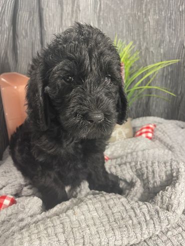 Honey Doodle Labradoodle and Bee farm