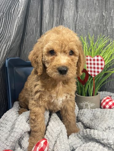Honey Doodle Labradoodle and Bee farm