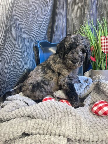 Honey Doodle Labradoodle and Bee farm