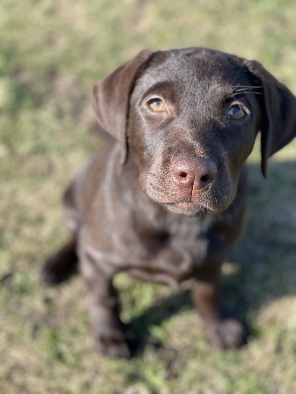 Raven Works Labradors