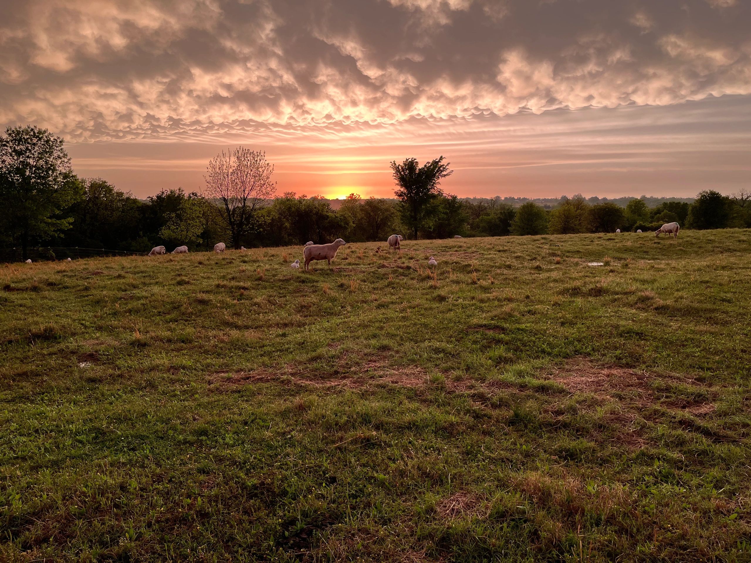 Cornerstone Free Range Pastures