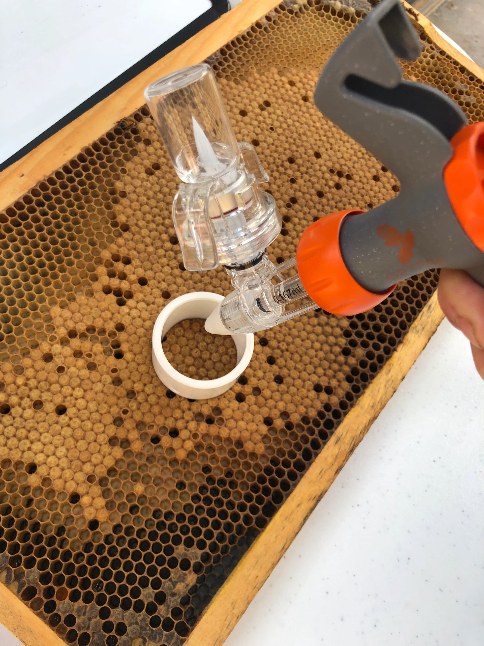 Varroa Resistant Breeding Project Update October 2023