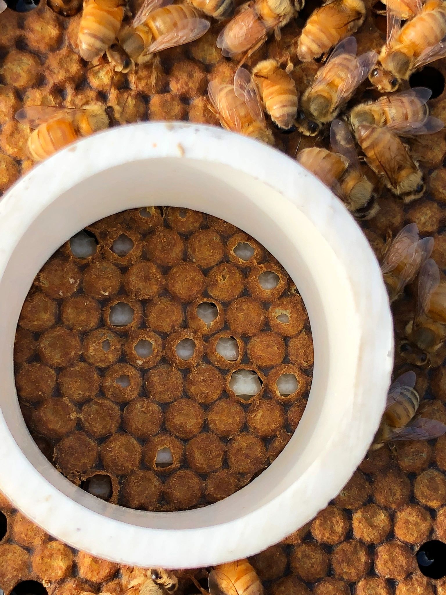 A NEW TOOL TO ACHIEVE VARROA RESISTANT BEES