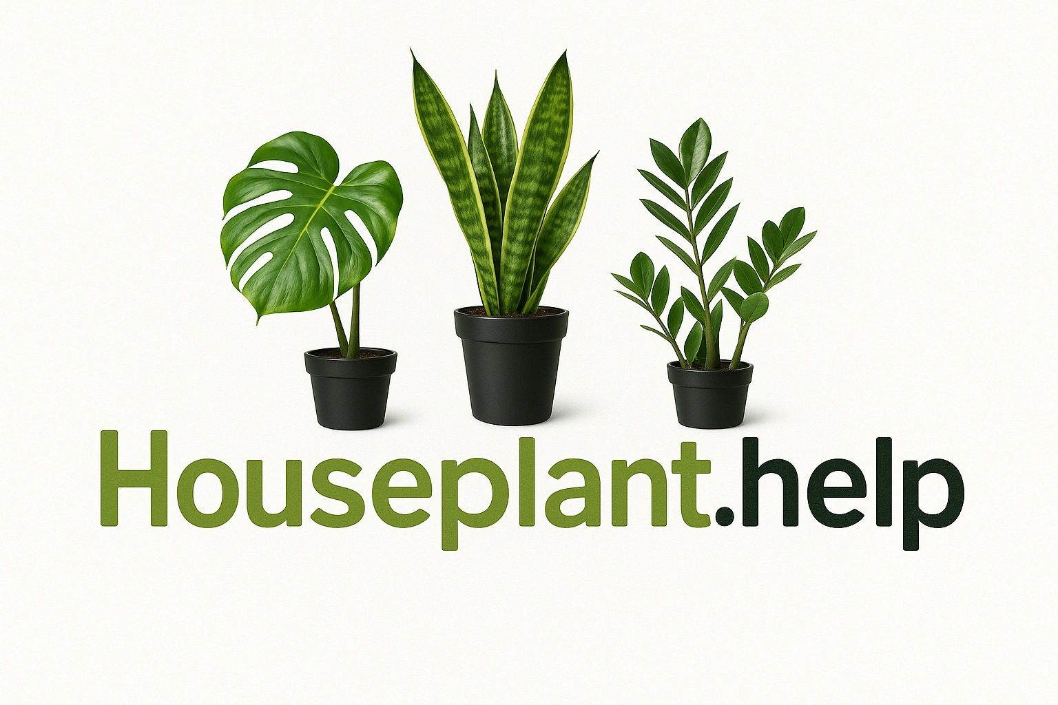 Pam’s Plants - Plant Care, Contact Pam Hunter, Contact houseplant.help