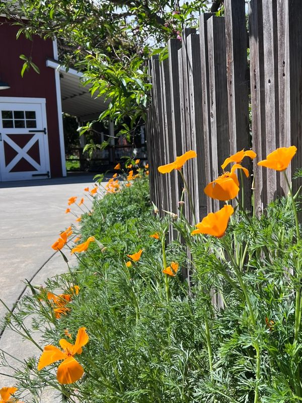 Expert Landscape Design Services