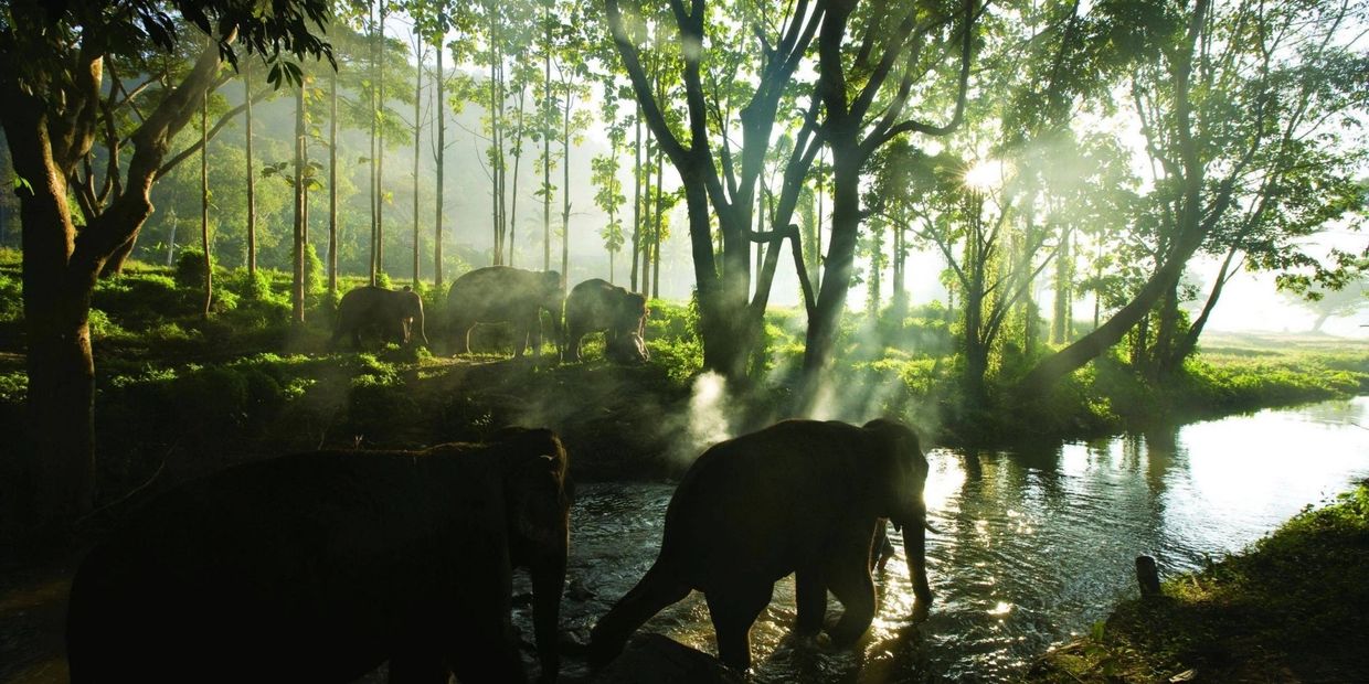Forestification by Global Art Foundation : Let's Create Our Own Forest ...
