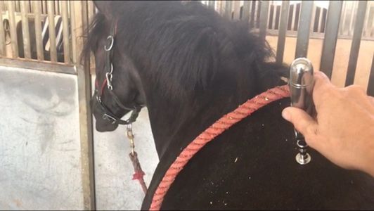 Horse Massage, Horse Grooming - Healthy Horse - Oakland, California