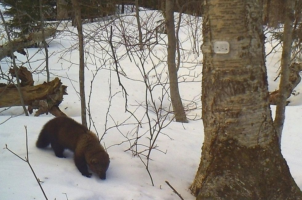 Small Carnivore Distributions
