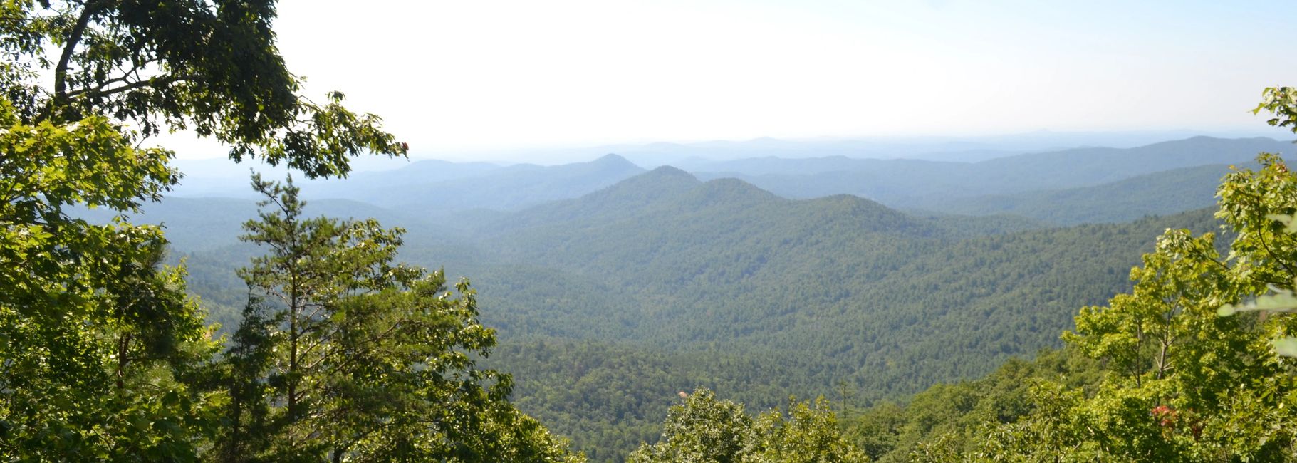 Bartram Trail | Walking In The Woods