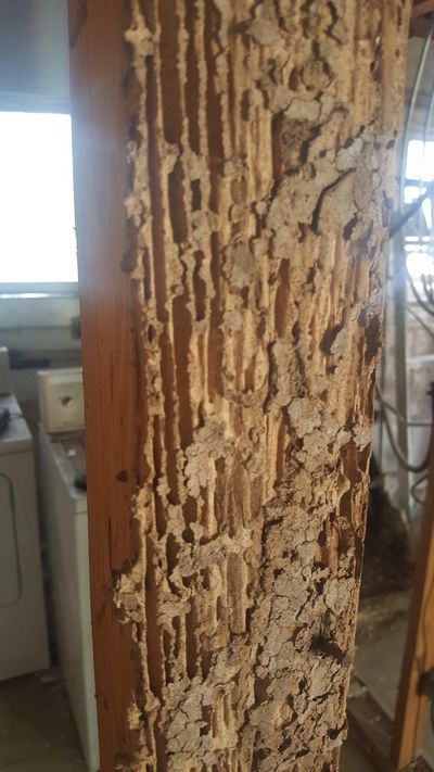 Evergreen Environmental Services - Termites - Jupiter, Florida ...