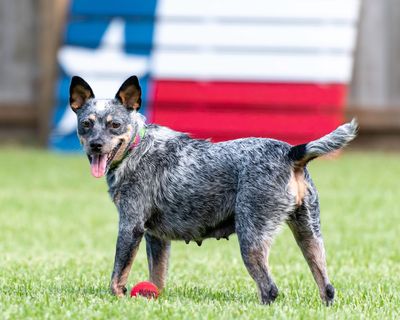 About | Texas Cattle Dog Rescue