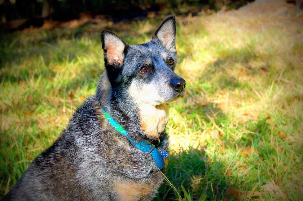 About | Texas Cattle Dog Rescue