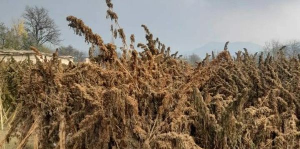 PAKISTAN LANDRACE SEEDS