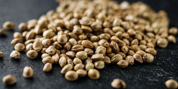 PAKISTAN LANDRACE SEEDS