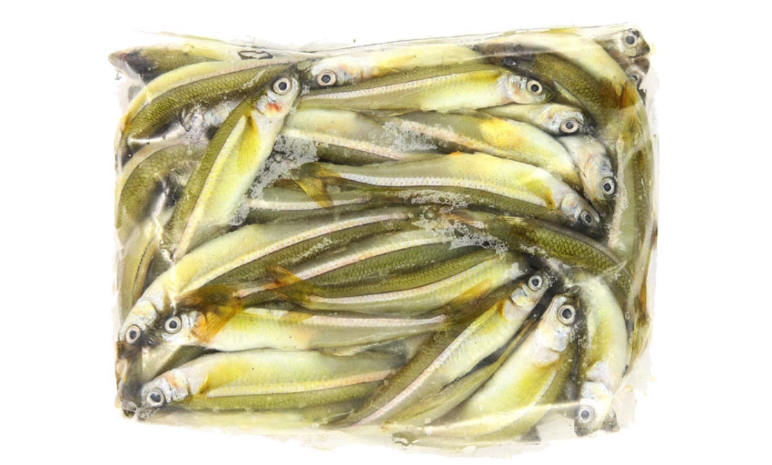Frozen Silversides