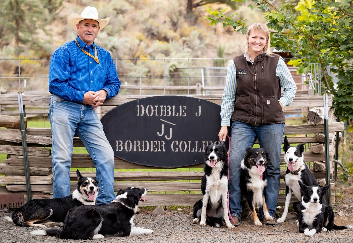 Are Border Collies Ab Akc Breed