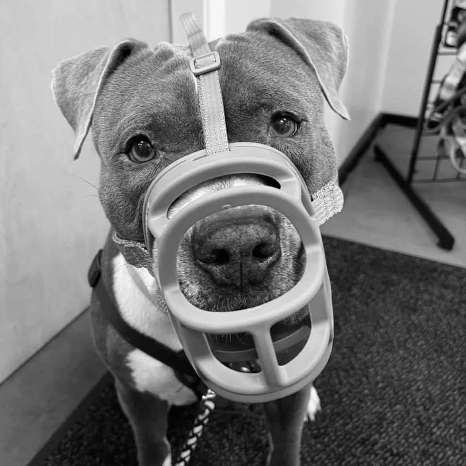 What Dogs Need To Be Muzzled