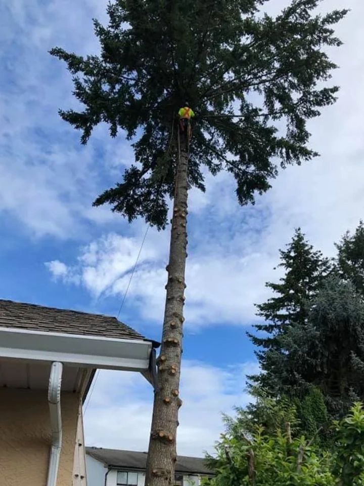 SK Tree Service