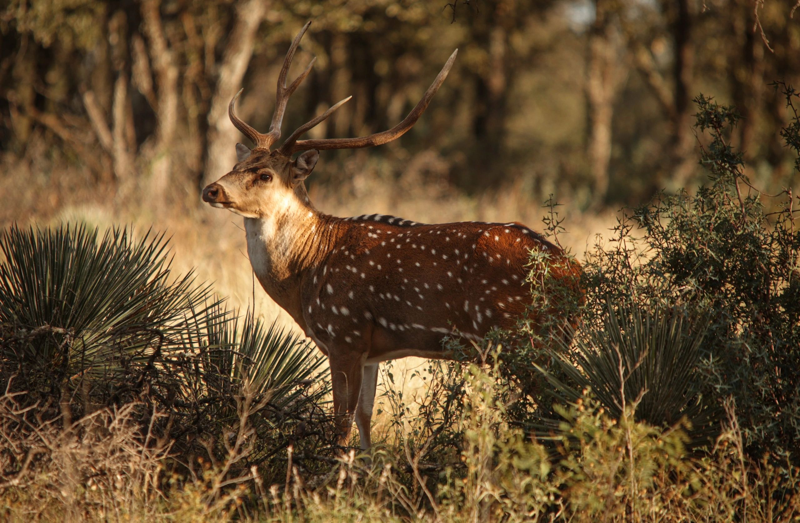 Comanche Spring Ranch