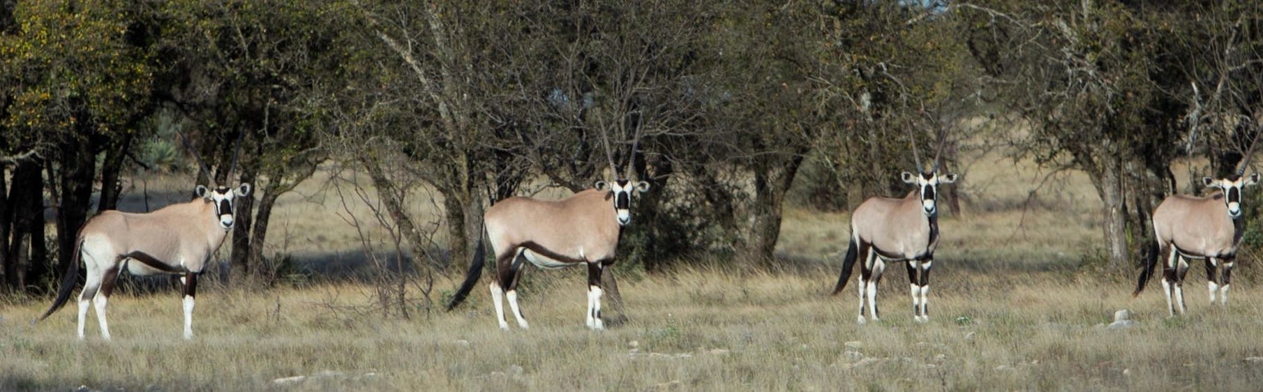 Animals | Comanche Spring Ranch
