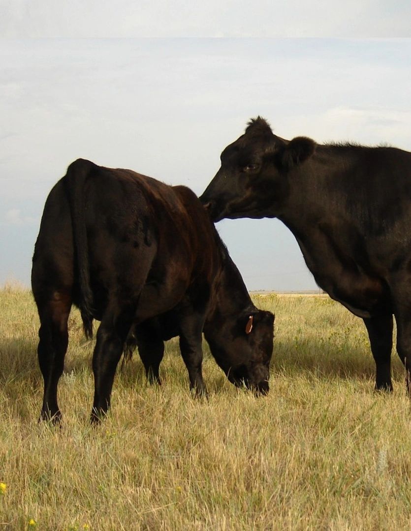 blairhillsangusfarm