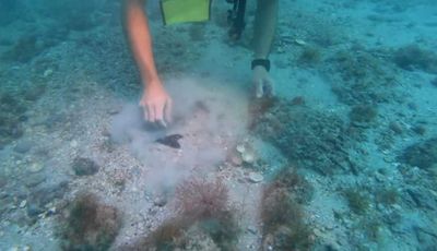 Scuba Diving Venice Florida Venice Dive Center