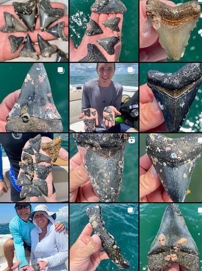 Fossil Shark Teeth Identification Factory Sale | emergencydentistry.com