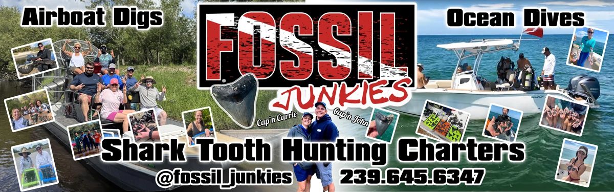 Shark Teeth For Sale