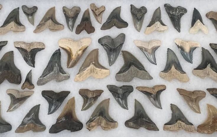 Snaggle Teeth (Hemi) Sharks Teeth For Sale