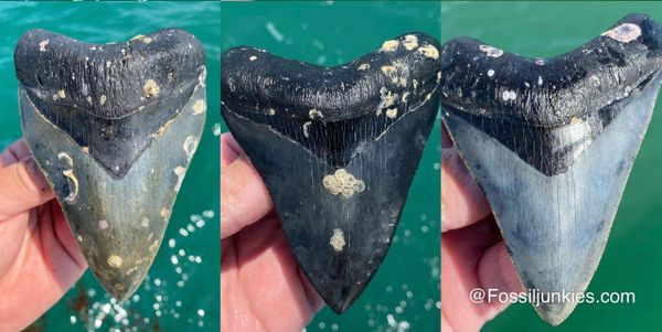 megalodon-shark-teeth-for-sale