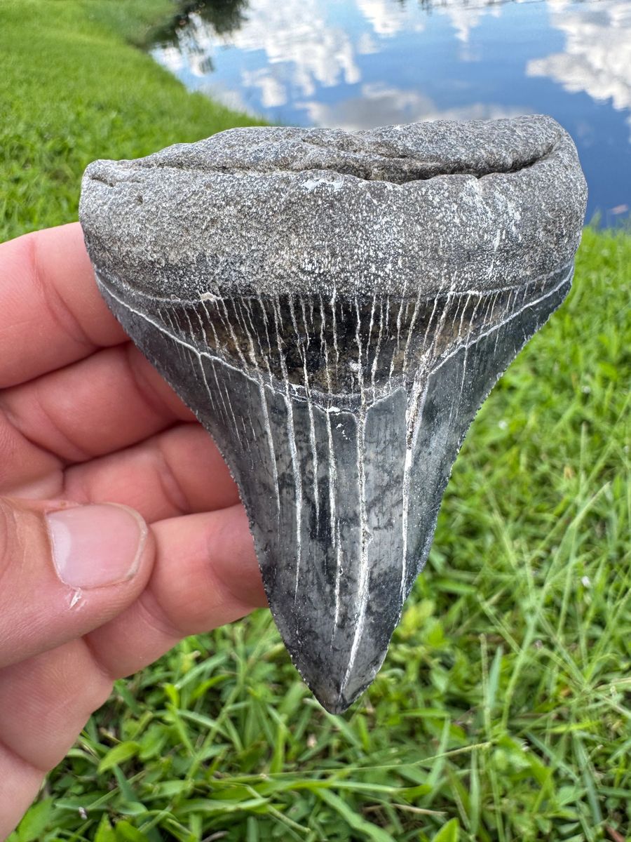 Megalodon Shark Tooth 3.36”-Venice/FL
