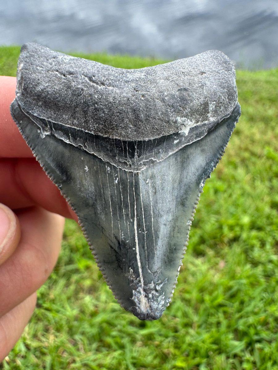 Megalodon Shark Tooth 2.25”-Venice/FL