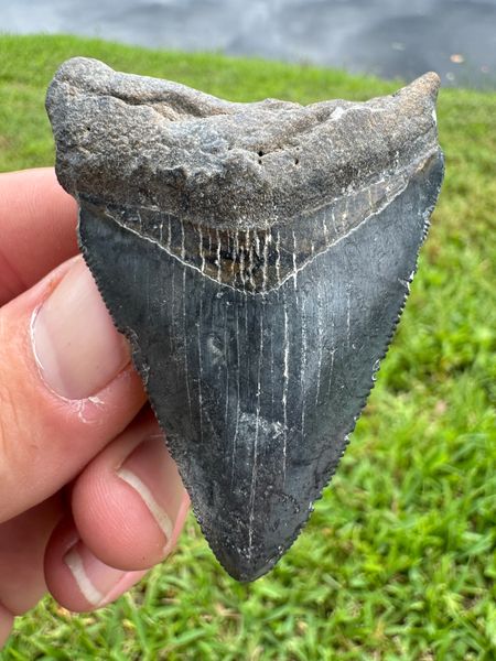 Megalodon Shark Tooth 2.60”-Venice/Gulf