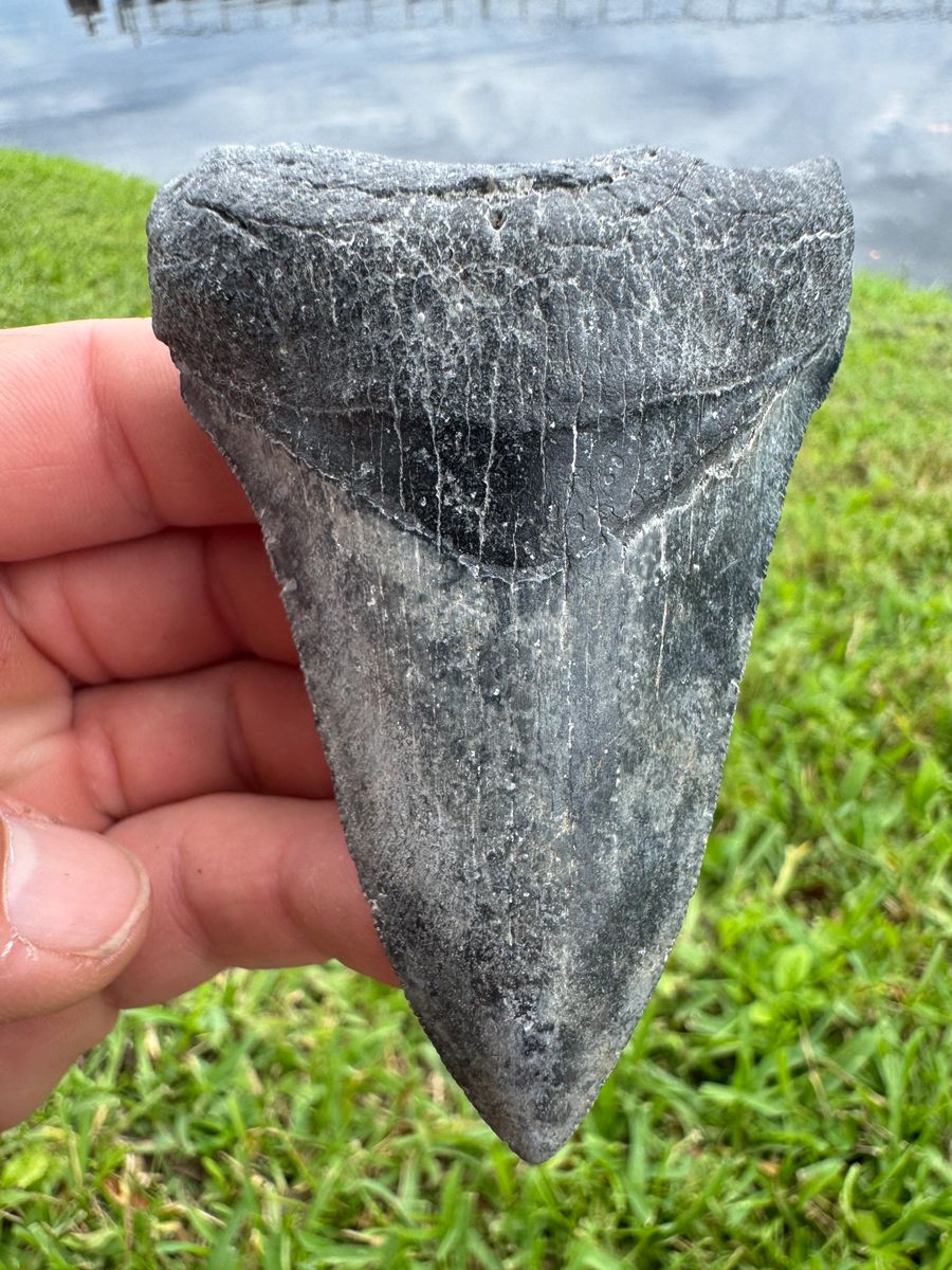 Megalodon Shark Tooth 3.56”-Venice/Gulf