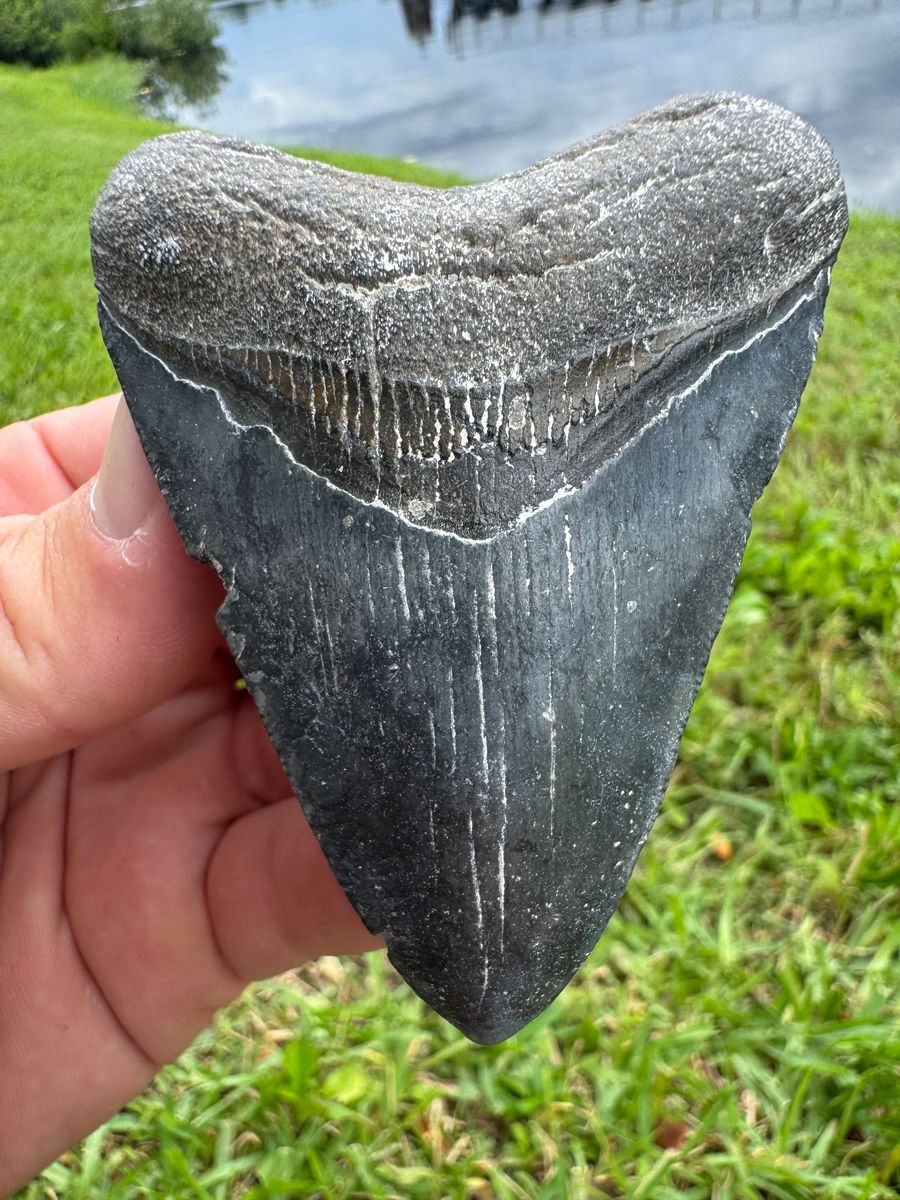 Megalodon Shark Tooth 3.50”-Venice/Gulf