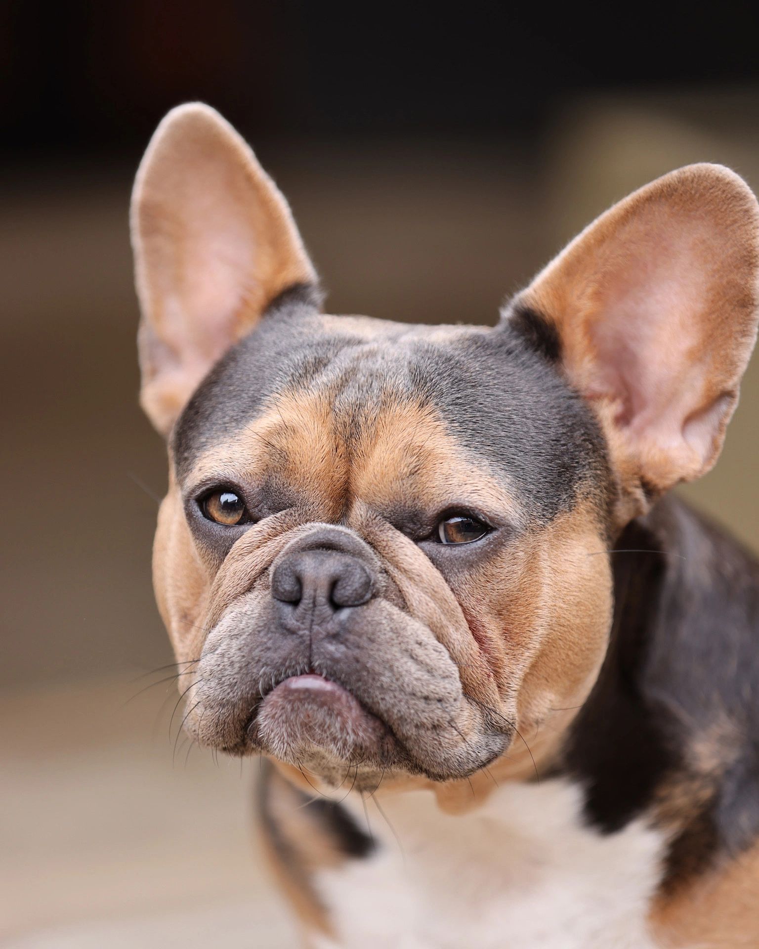 Dalson Park French Bulldogs